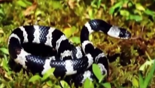 King Cobra vs Anaconda Fight 2015 - video dailymotion