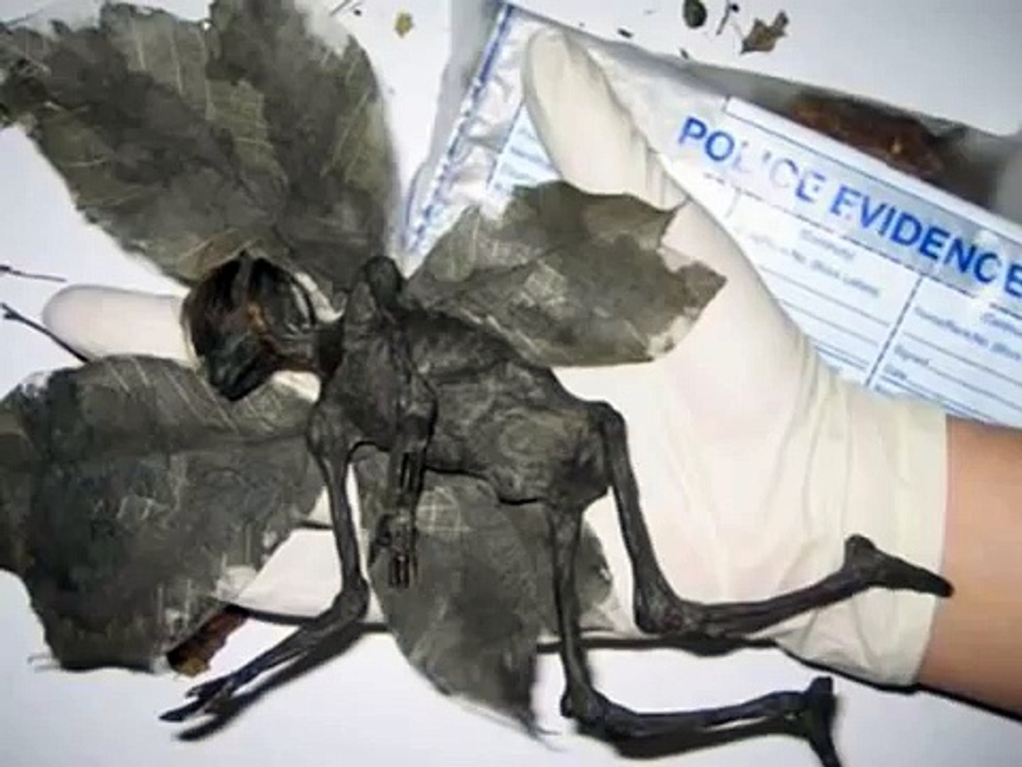 Real Tooth Fairy Sightings