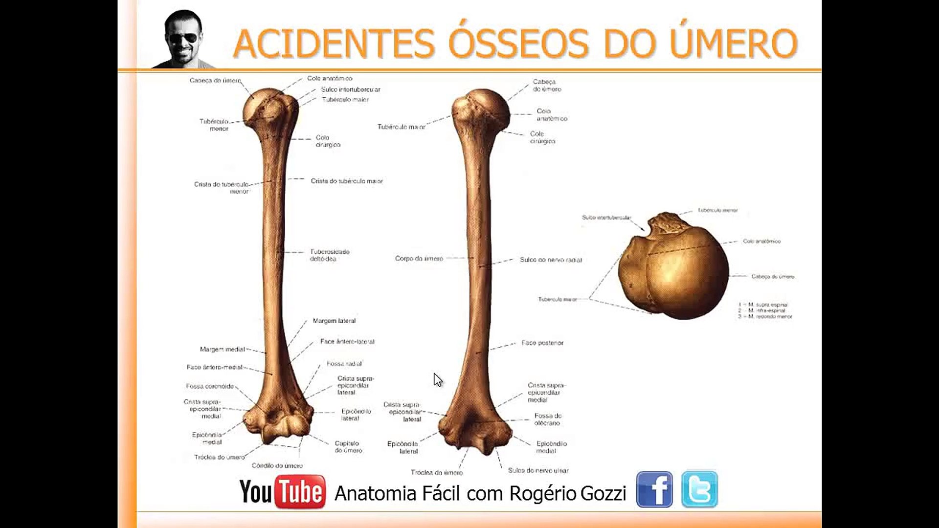 Colo Anatomico Do Umero