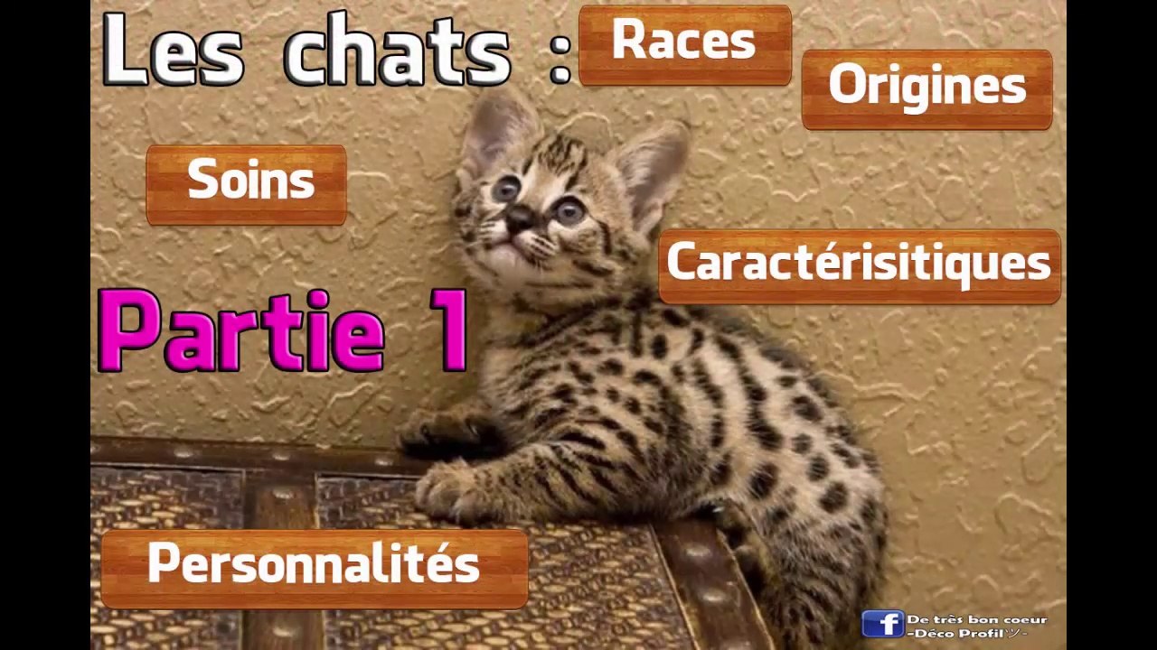 Le chat: Races, Origines, Caractérisques, Personnalités et Soins ...