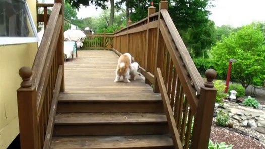 TWO DOGS STUCK TOGETHER!! - video dailymotion