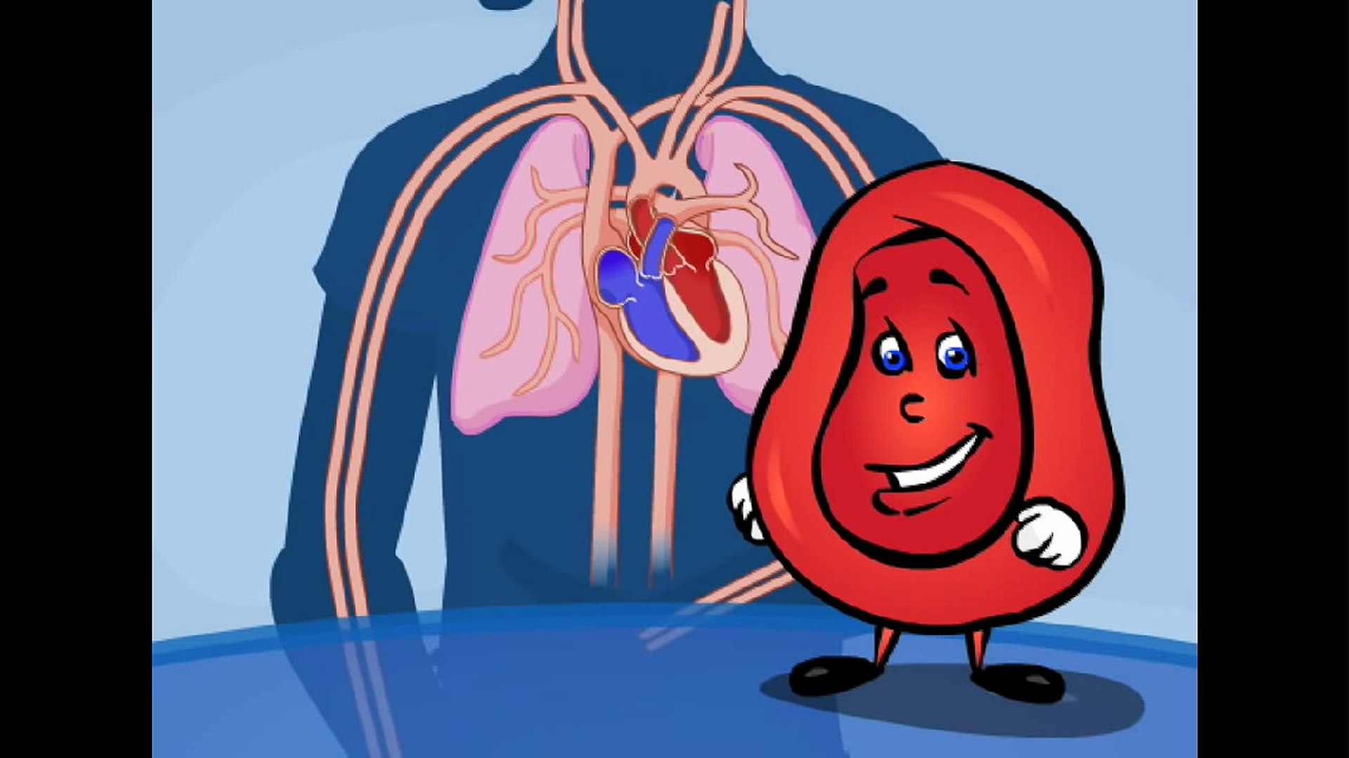 Circulatory System Animation Video
