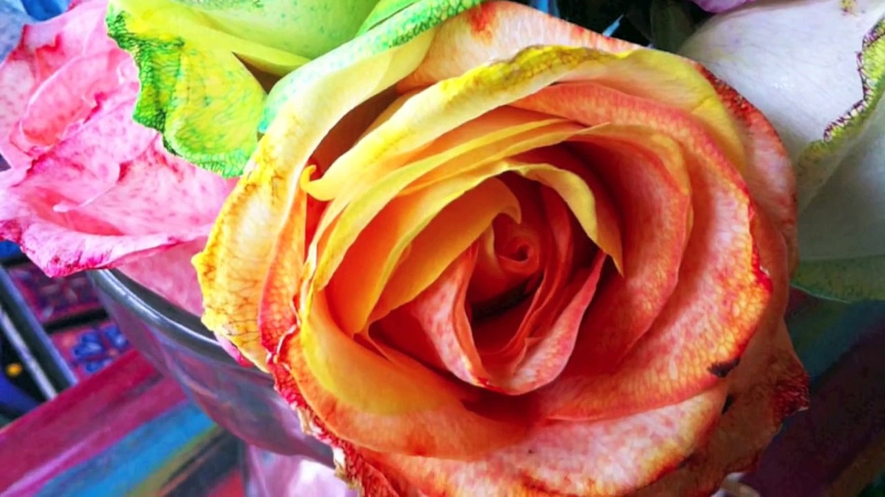 HOW TO: Tie Dye Roses - DIY Rainbow Roses and Flowers - video Dailymotion