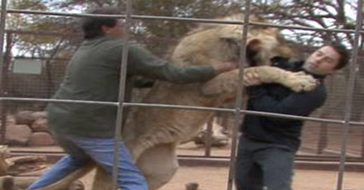 OMG!!! Lion Eating A Man - video Dailymotion
