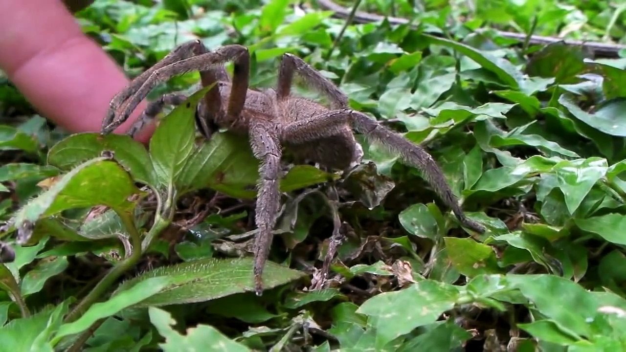 Wandering Spiders of Costa Rica (Ctenidae) - video Dailymotion