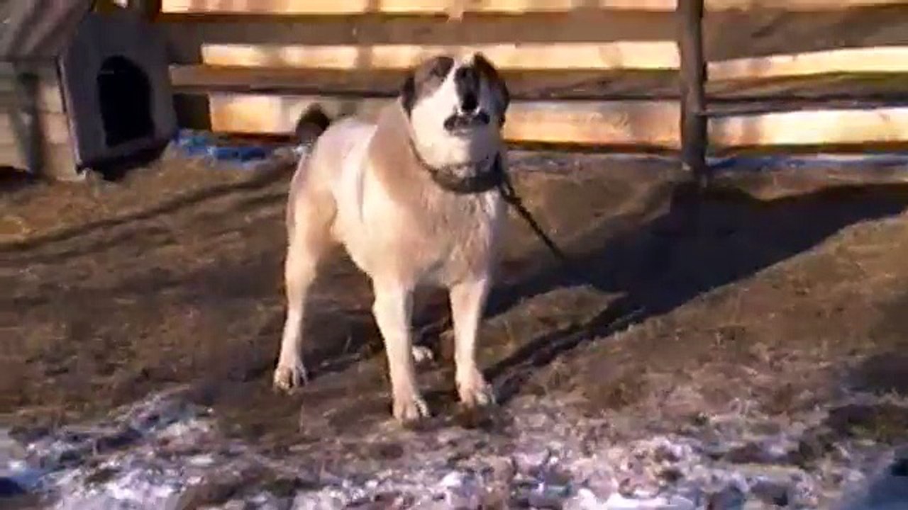 Turkmen Alabai female guarding TEST 23 - Central Asian Shepherd Dog ...
