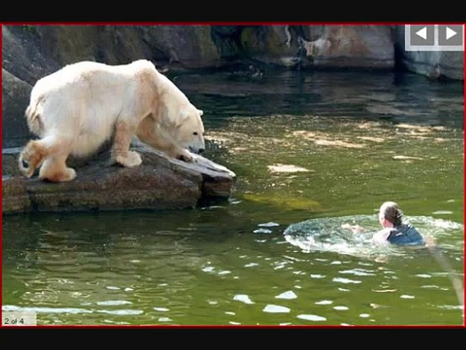 Polar Bear Attacks German Woman - video Dailymotion