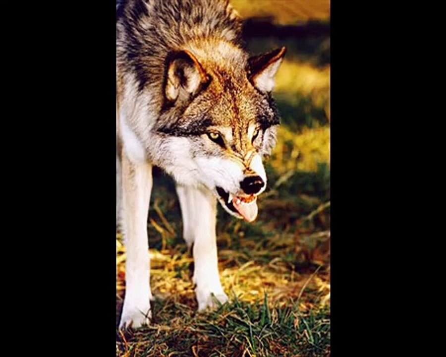 Wolf Sounds 2 *Growling* - video Dailymotion