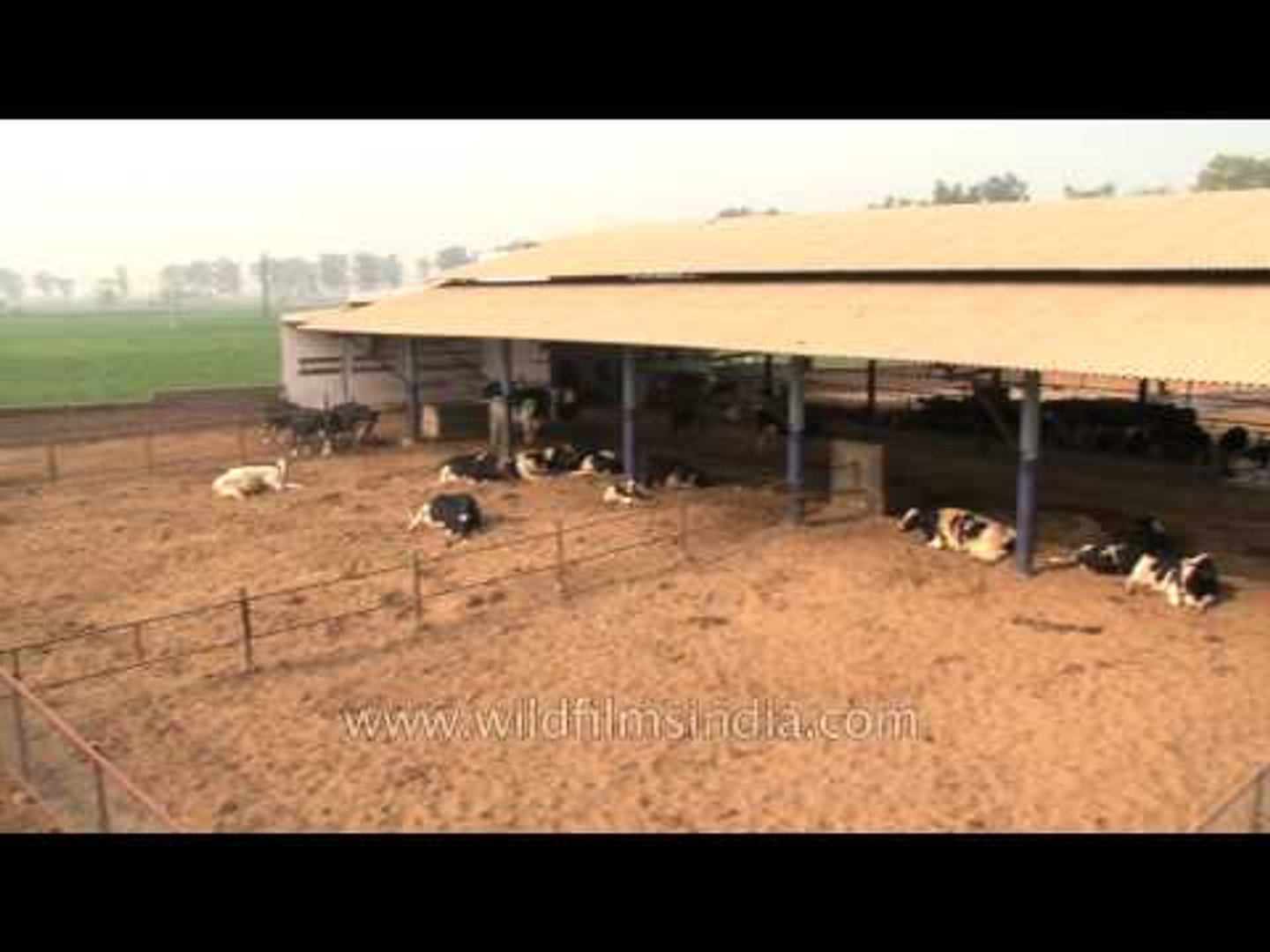 Indian Dairy Farm Design