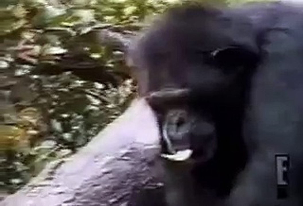Monkey Smells Finger, Falls out of Tree....epic! - video Dailymotion
