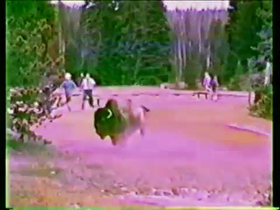 Bison Goring in Yellowstone - video Dailymotion