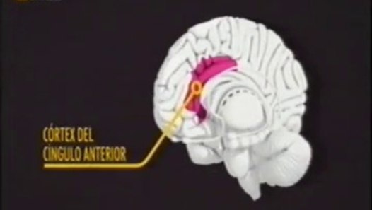 Giro cingulado anterior: Soluciones creativas - Vídeo Dailymotion
