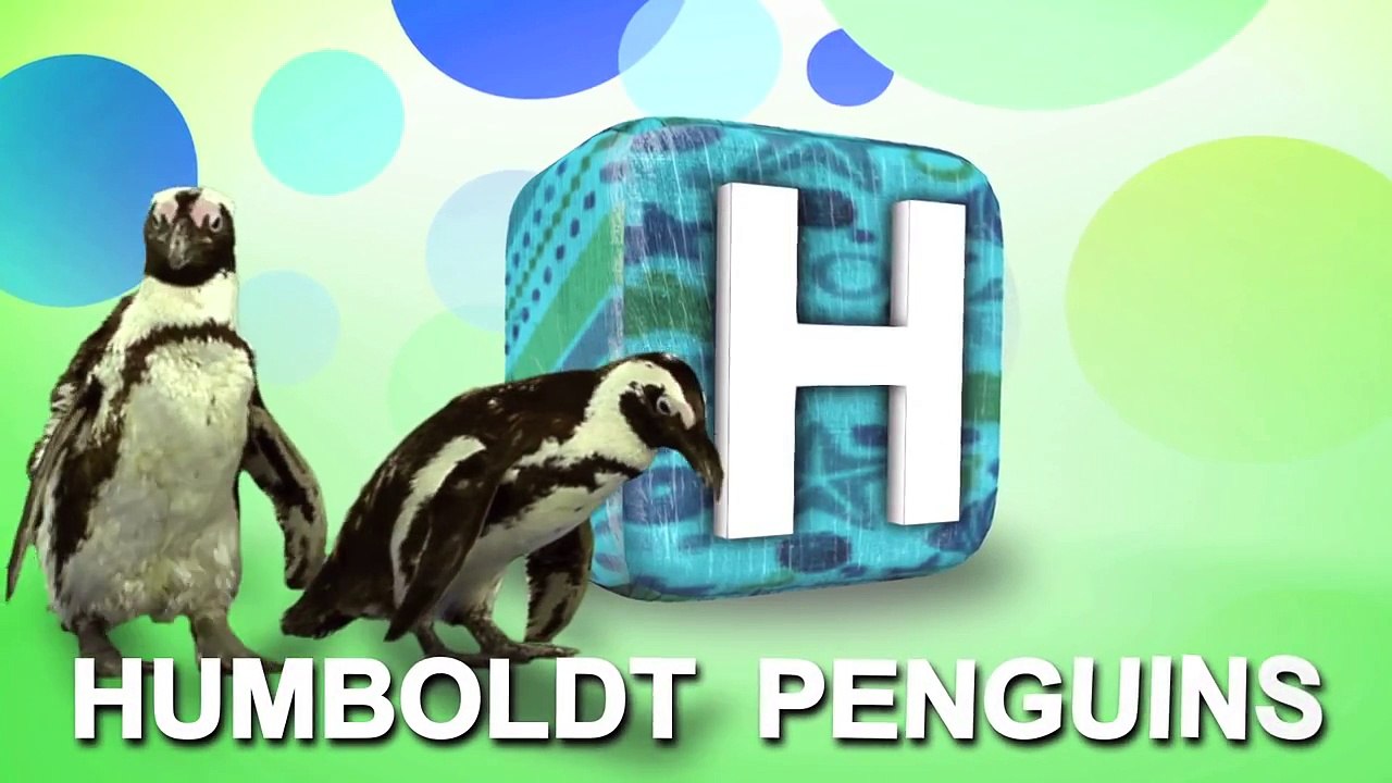 Real Animal Alphabet - video Dailymotion
