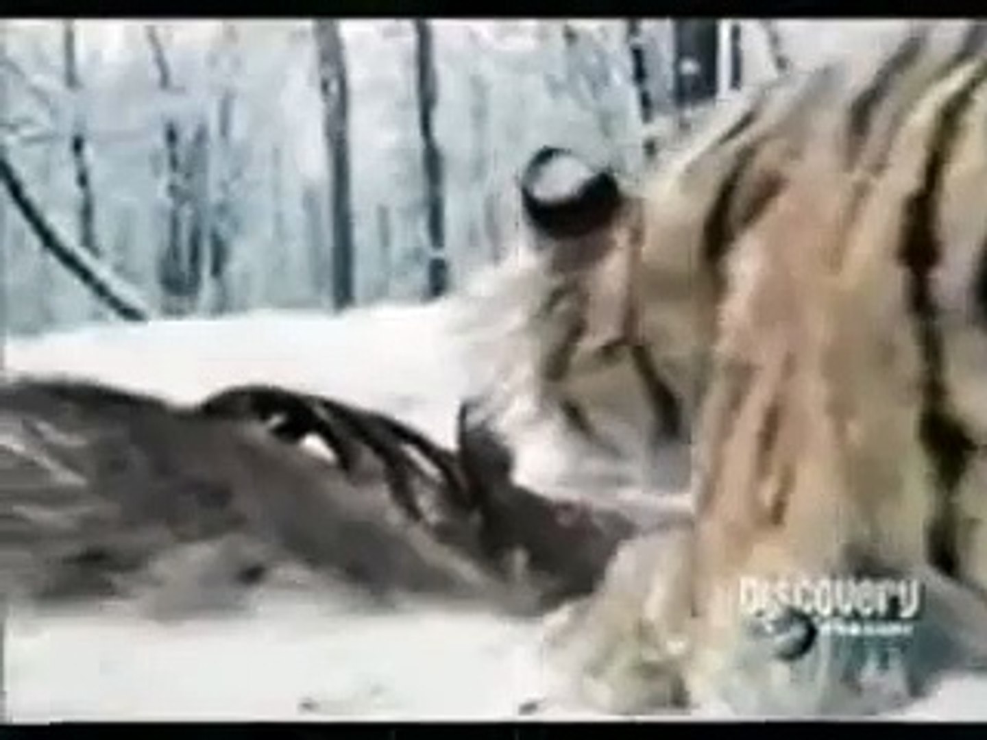 Tiger Vs Bear Animal Face Off
