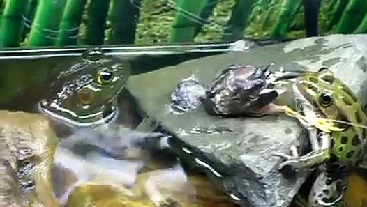 lepord frog bullfrog vs bird finch frog eats bird - video Dailymotion