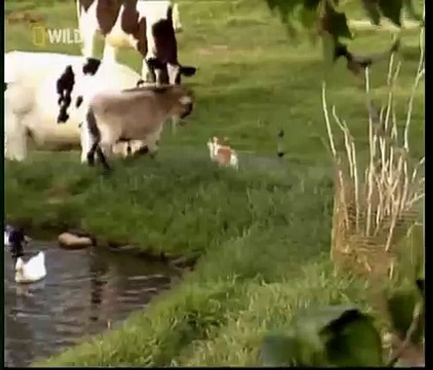 Deranged Rabbit attacks Goat - video Dailymotion