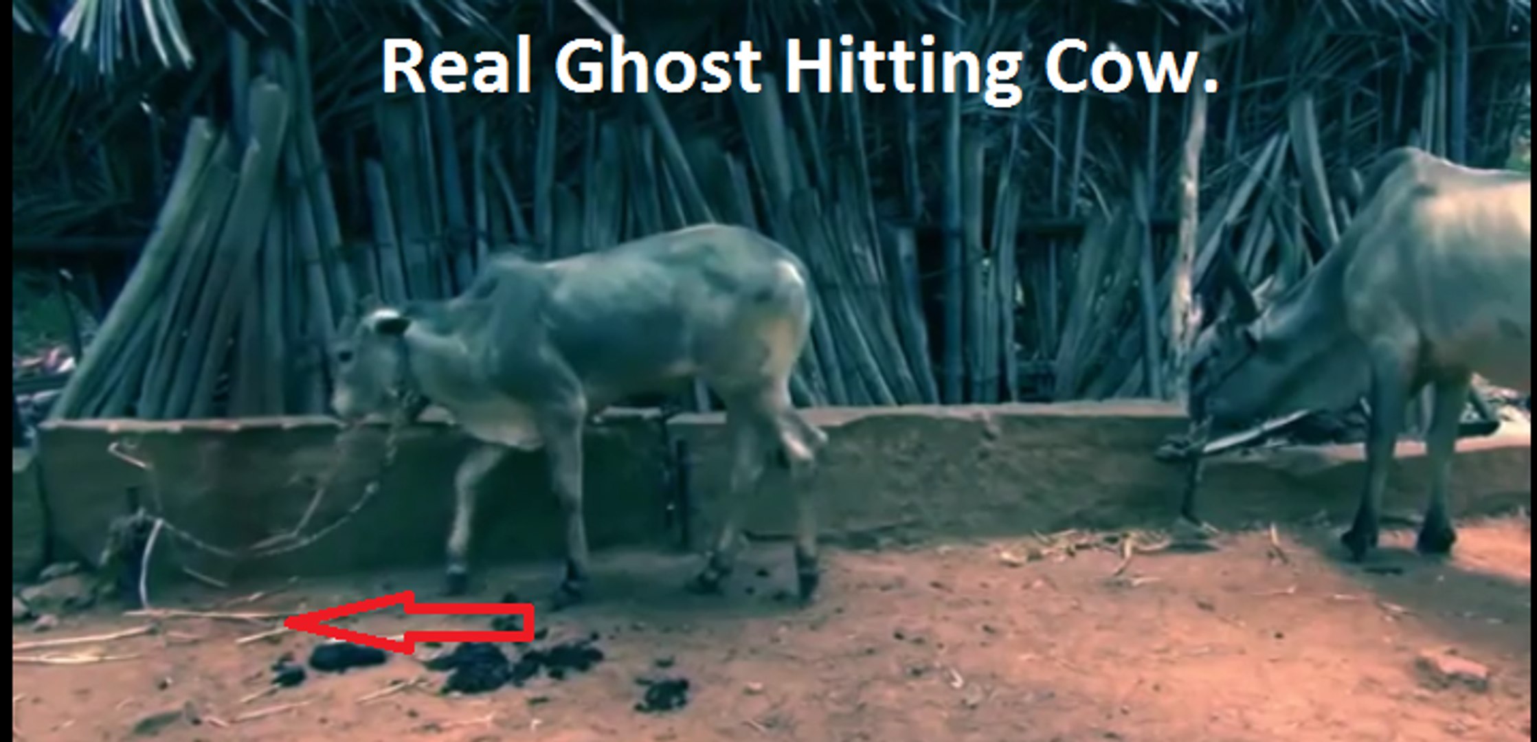 Real Ghost Animals