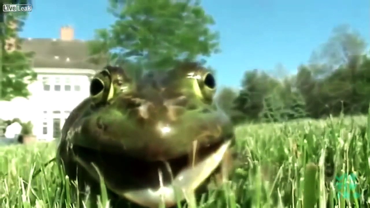 Funny Screaming Frog Compilation - video Dailymotion