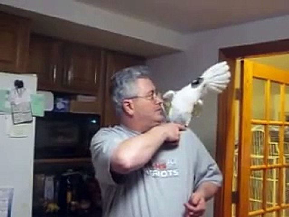 Shorter version of Baby the ultimate swearing Umbrella Cockatoo - video ...