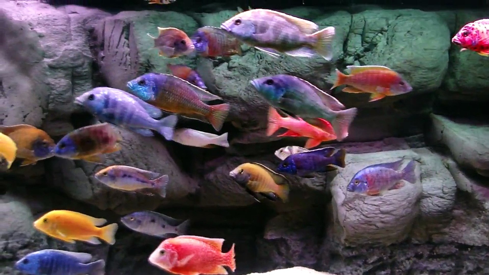African Cichlids Haps