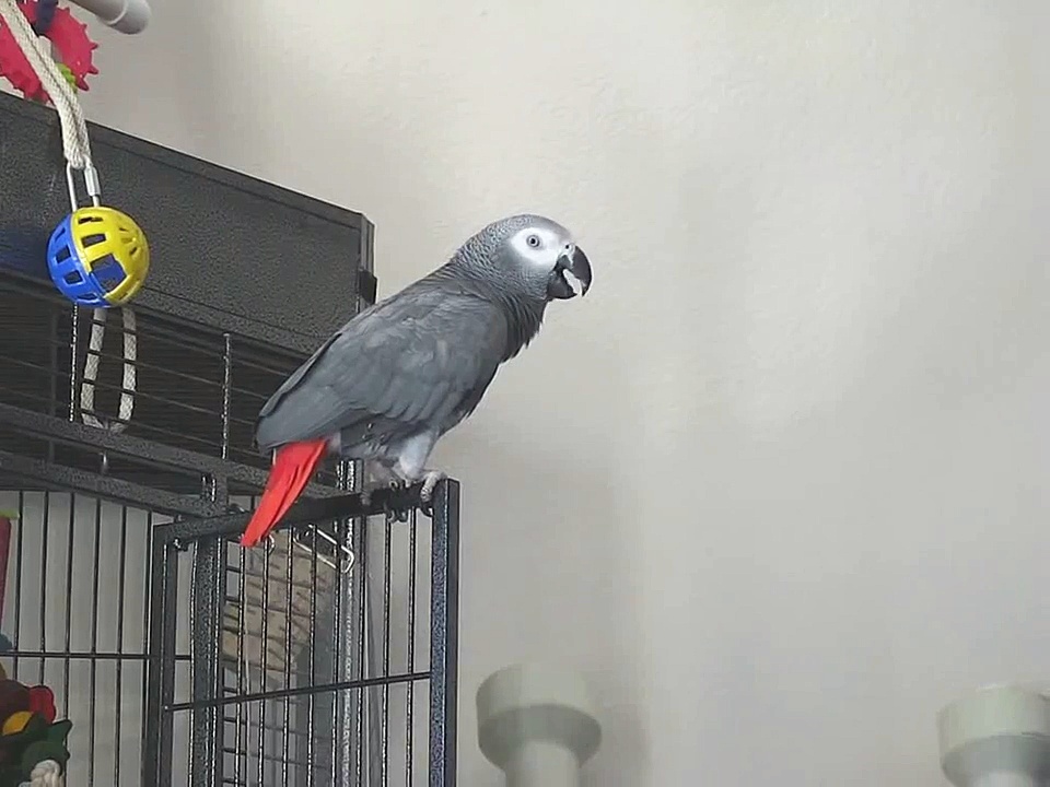 Do you know about the Kakapo parrot? - Parrot SchoolParrot School