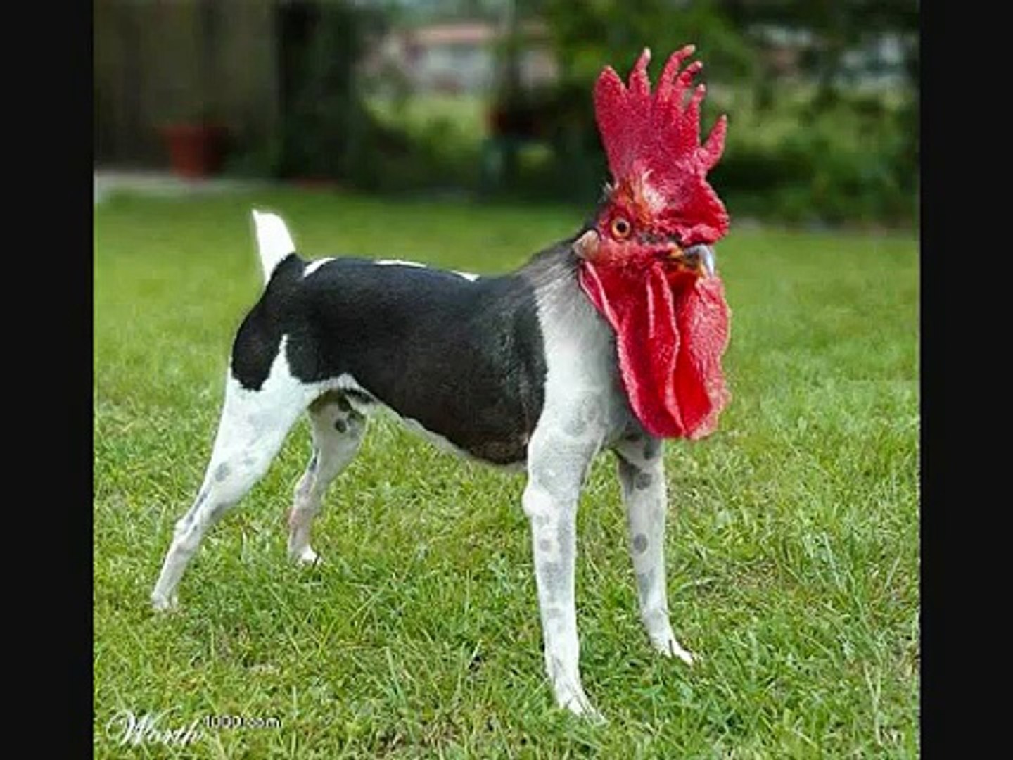 Funniest Looking Animals