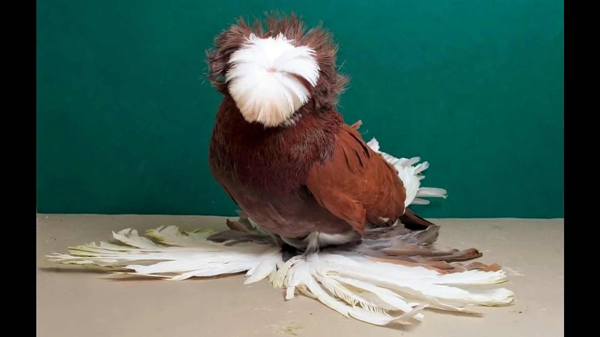 Fancy Pigeon