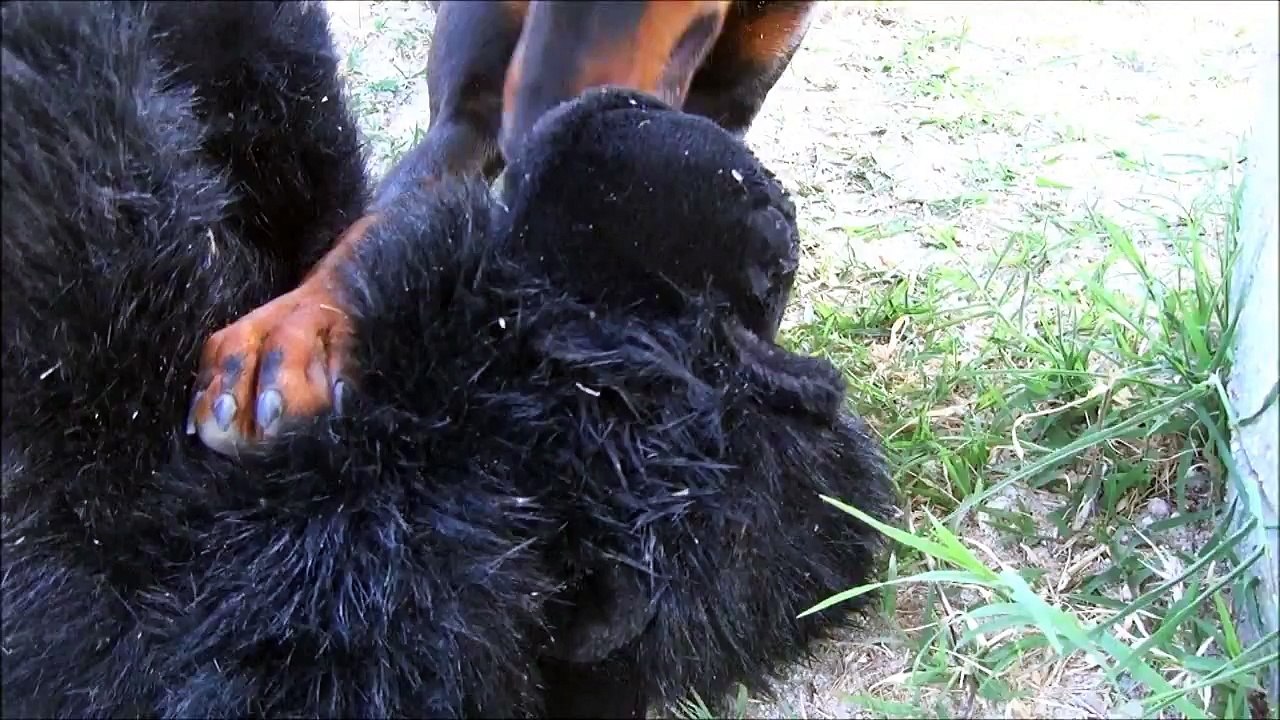 Gorilla vs. Dog | Fearless Doberman - video Dailymotion
