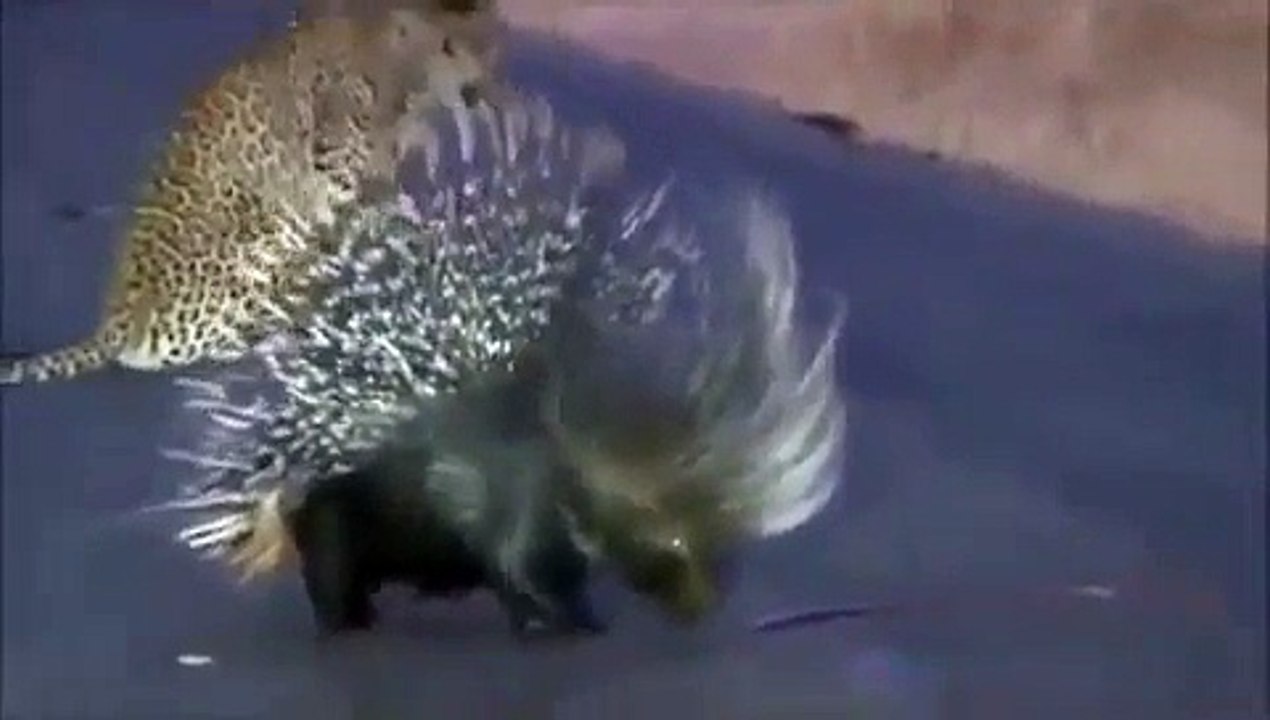 Porcupine Vs Tiger horible fighting - video Dailymotion