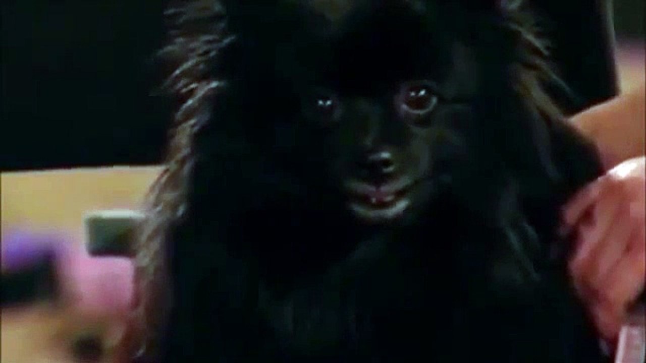 Hypno Dog from Britains Got Talent - video Dailymotion