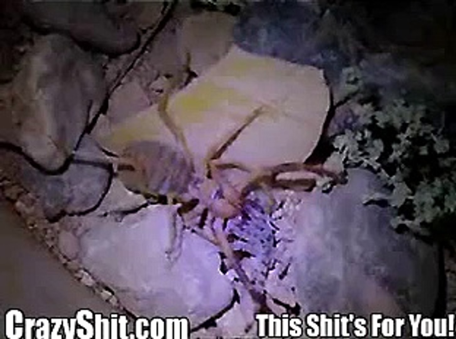 Camel Spider Eating A Lizard