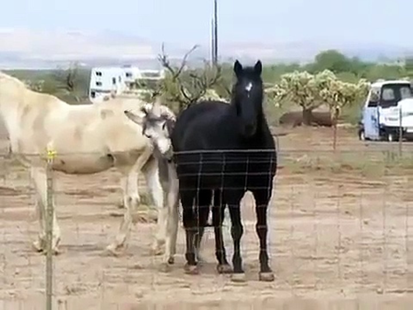Polinizar jurado idioma apareamiento de burro y vaca Desgracia Cerdo María