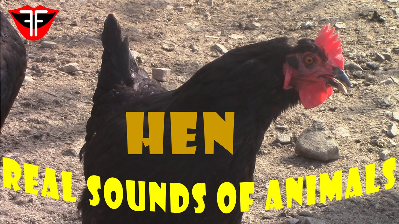 Hen - Real Sounds of Animals - video Dailymotion
