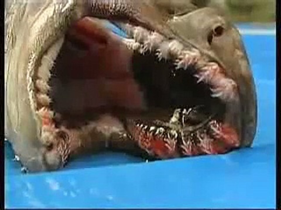 Like sharks in the sea snake - video Dailymotion