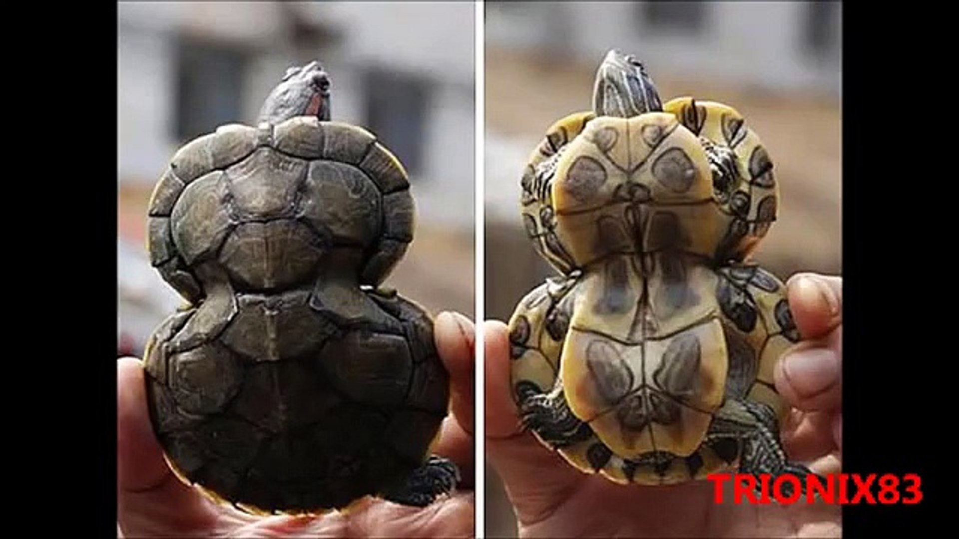 Animales Mutantes Reales Está Creando La Radiación En Chernóbil Una