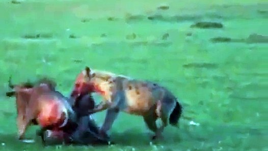 Hyenas eat wildebeest alive guts first! - video Dailymotion