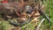 rabbit vs snake - video Dailymotion