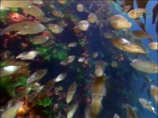 Earthlings - DocumentaryTube