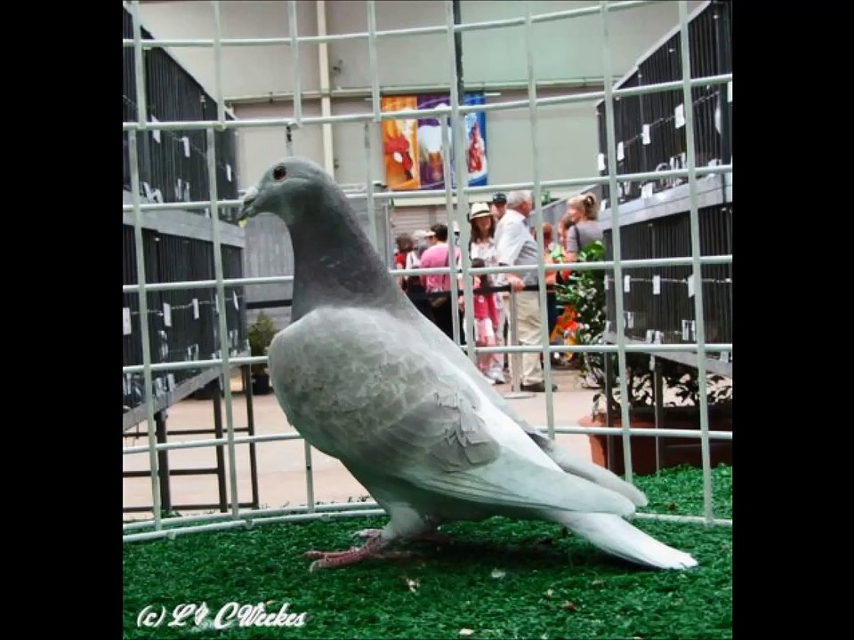 British Show Racer Pigeons! - video Dailymotion