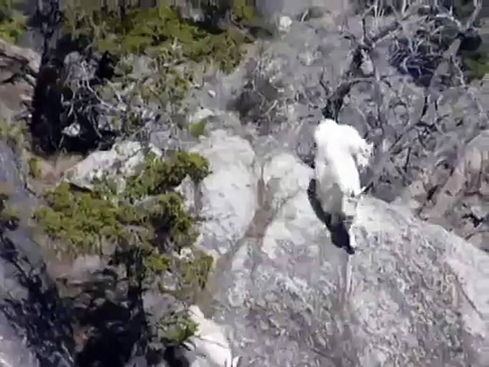 Mountain goats running down a steep cliff face - video Dailymotion