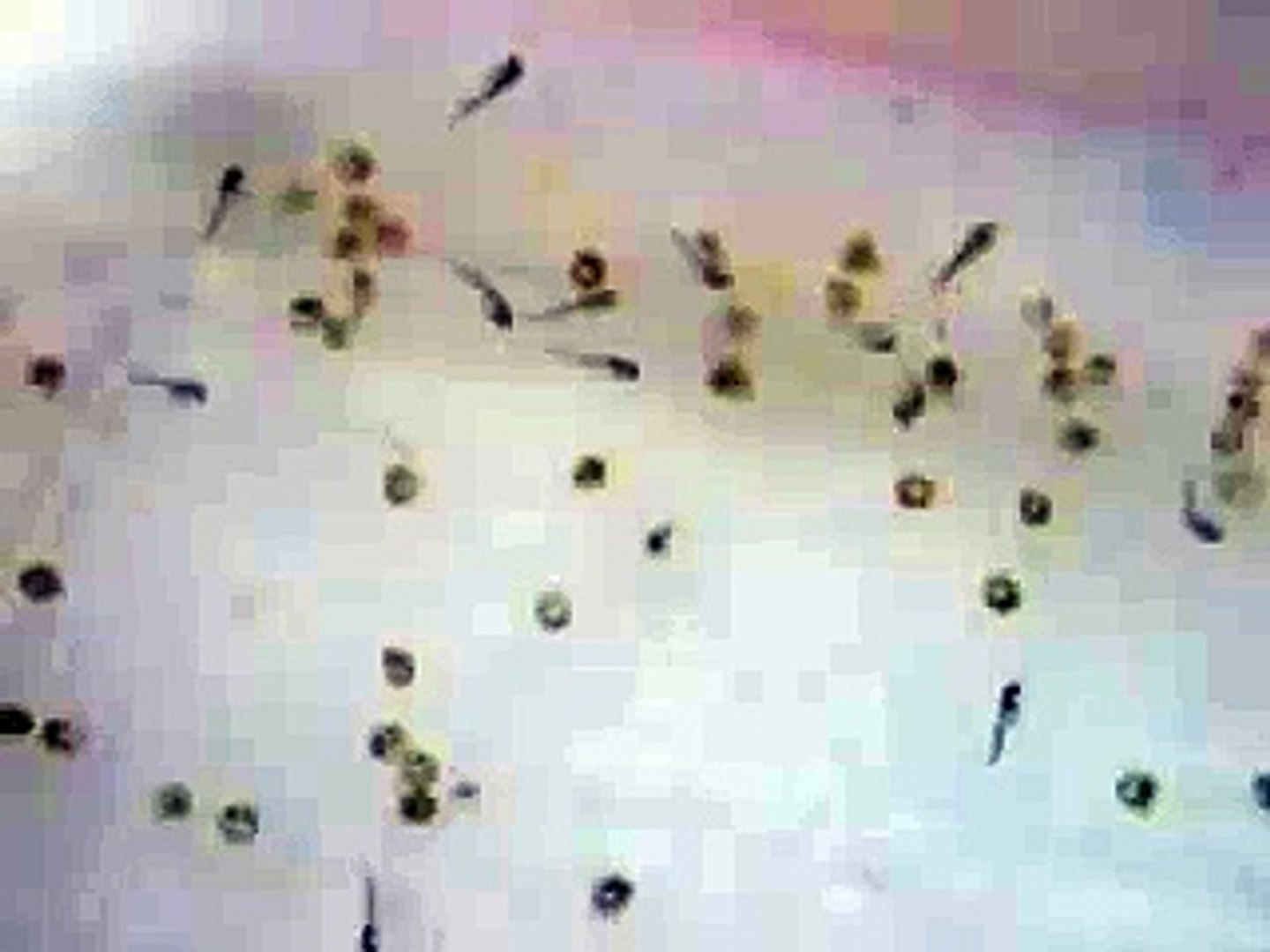 Goldfish Eggs Hatching Goldfish Eggs Hatching