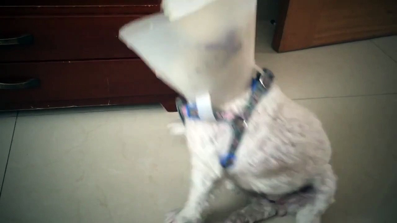 Dog Funk - Remix dance/Uptown Funk - video Dailymotion