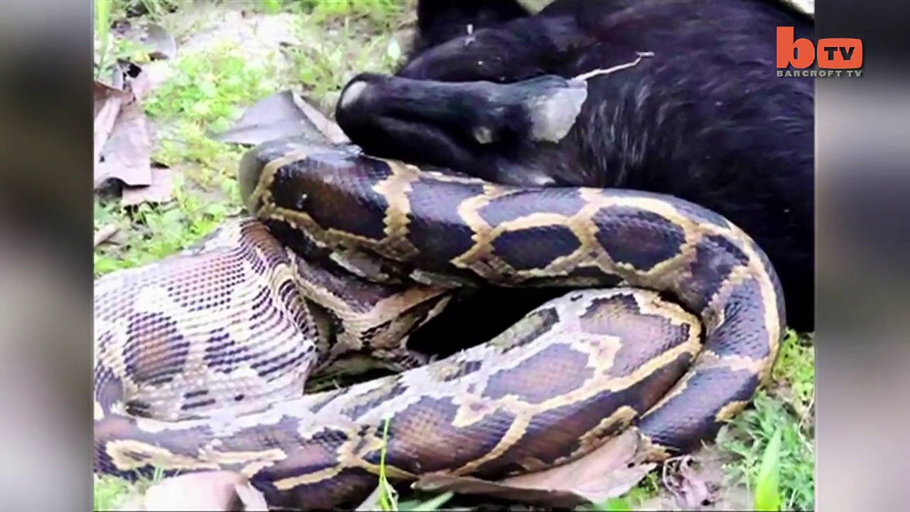 Caught On Camera- Python Devours Goat Whole - video Dailymotion