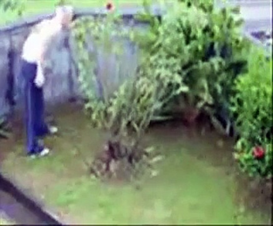 Chicken With Head Cut Off - video Dailymotion