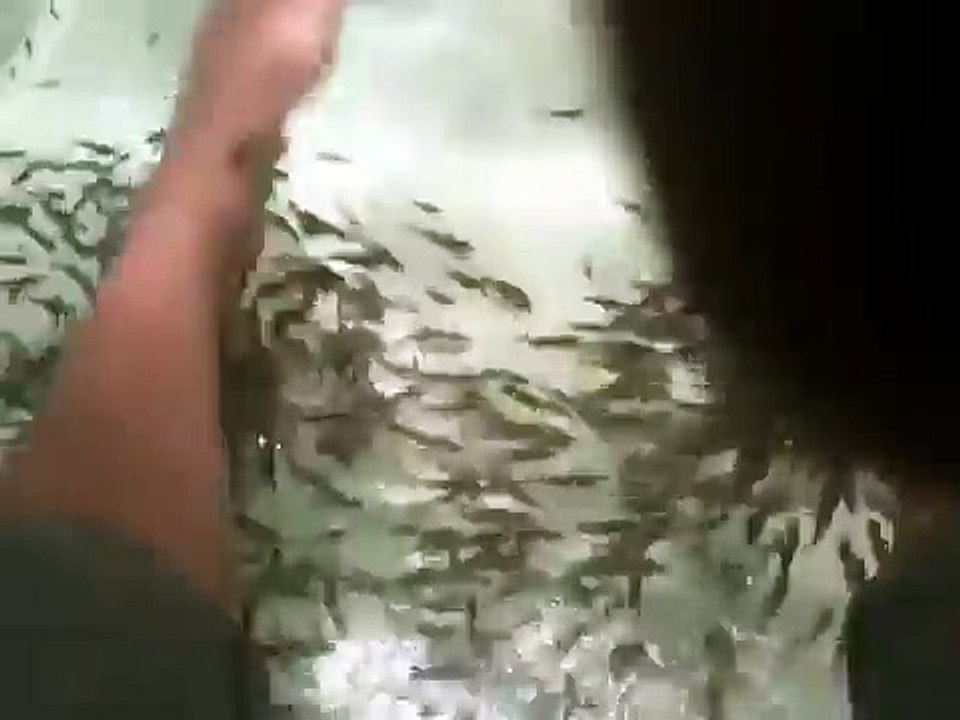 Fish Spa -Singapore - hundreds of fish eating dead skin off my feet ...