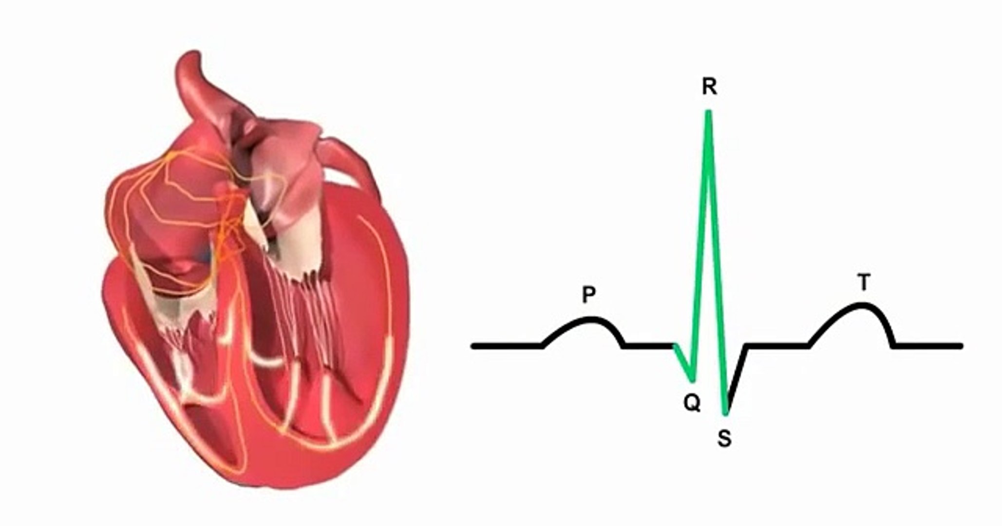 Cardiac Conduction System Animation