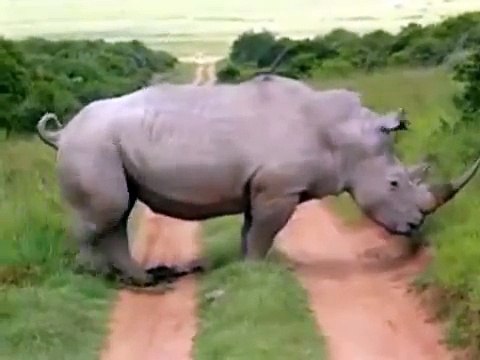 Animal Dubstep videos - Dailymotion