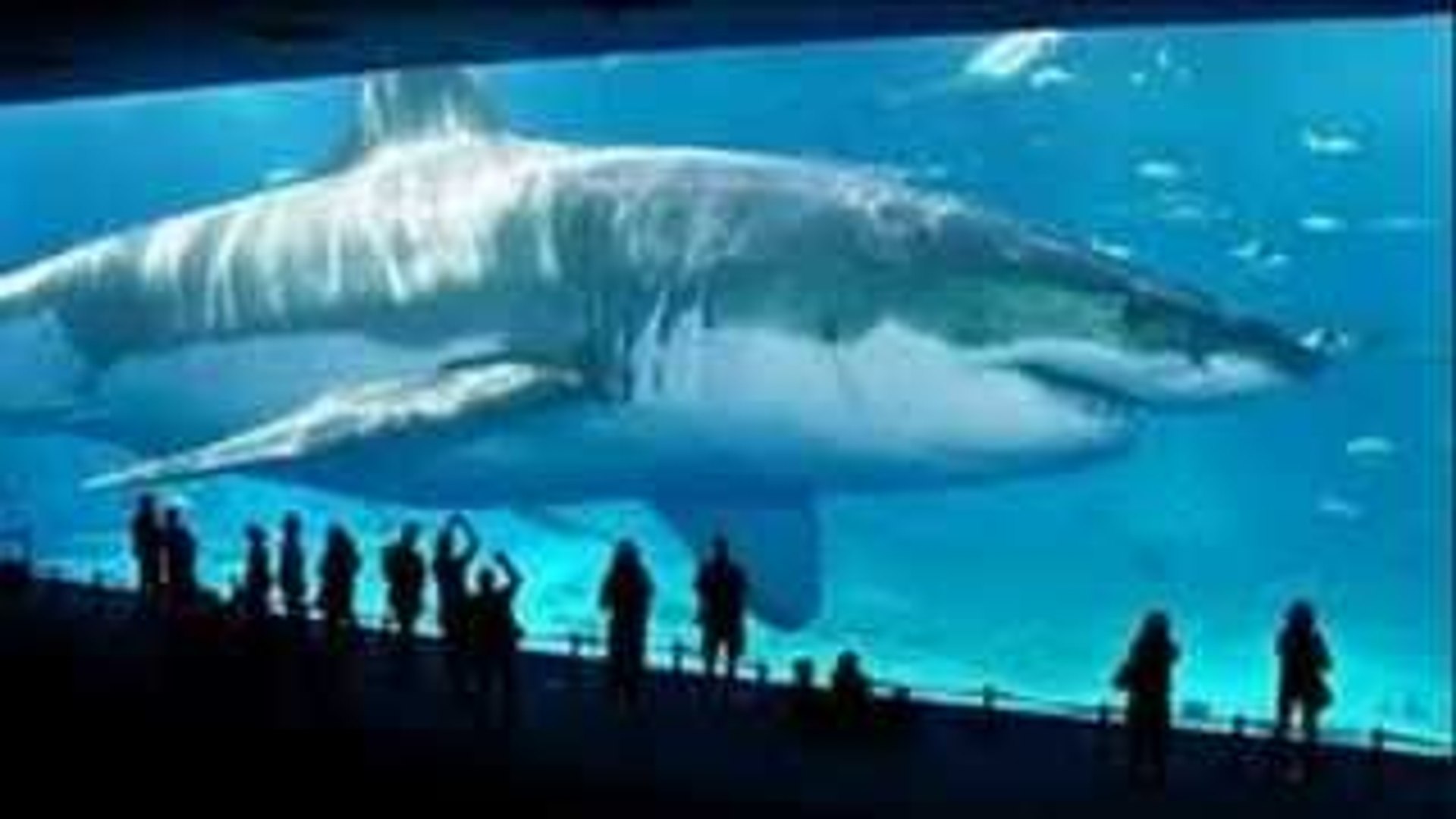 Largest Sea Animals In The World