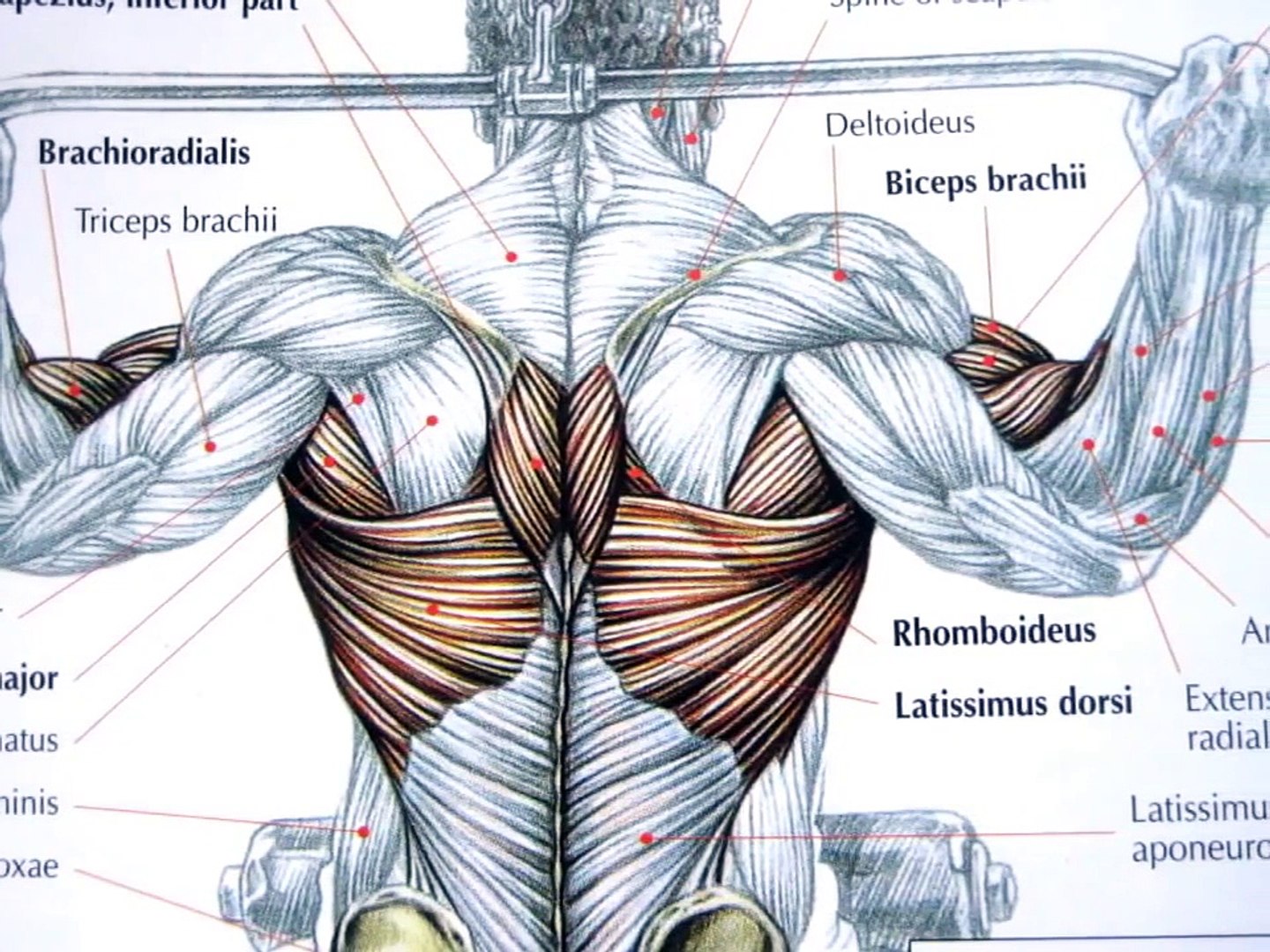 Back Muscles Anatomy Bodybuilding