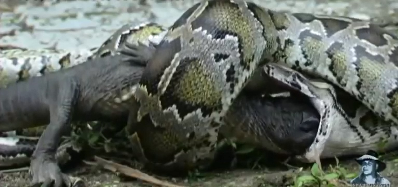 Python eats Alligator - video Dailymotion